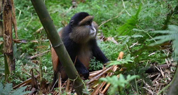 Golden Monkeys - Attractions | Mgahinga Gorilla National Park